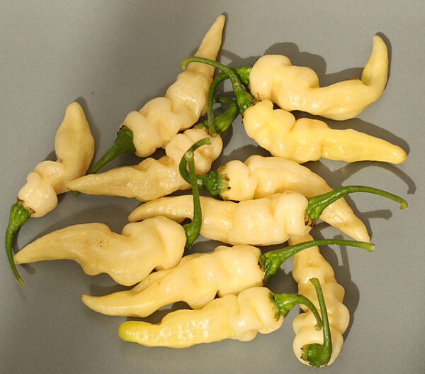 As pimentas mais comuns do Brasil – Catarina Spices